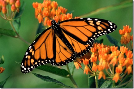 Imagini Desktop Insecte - Inedit